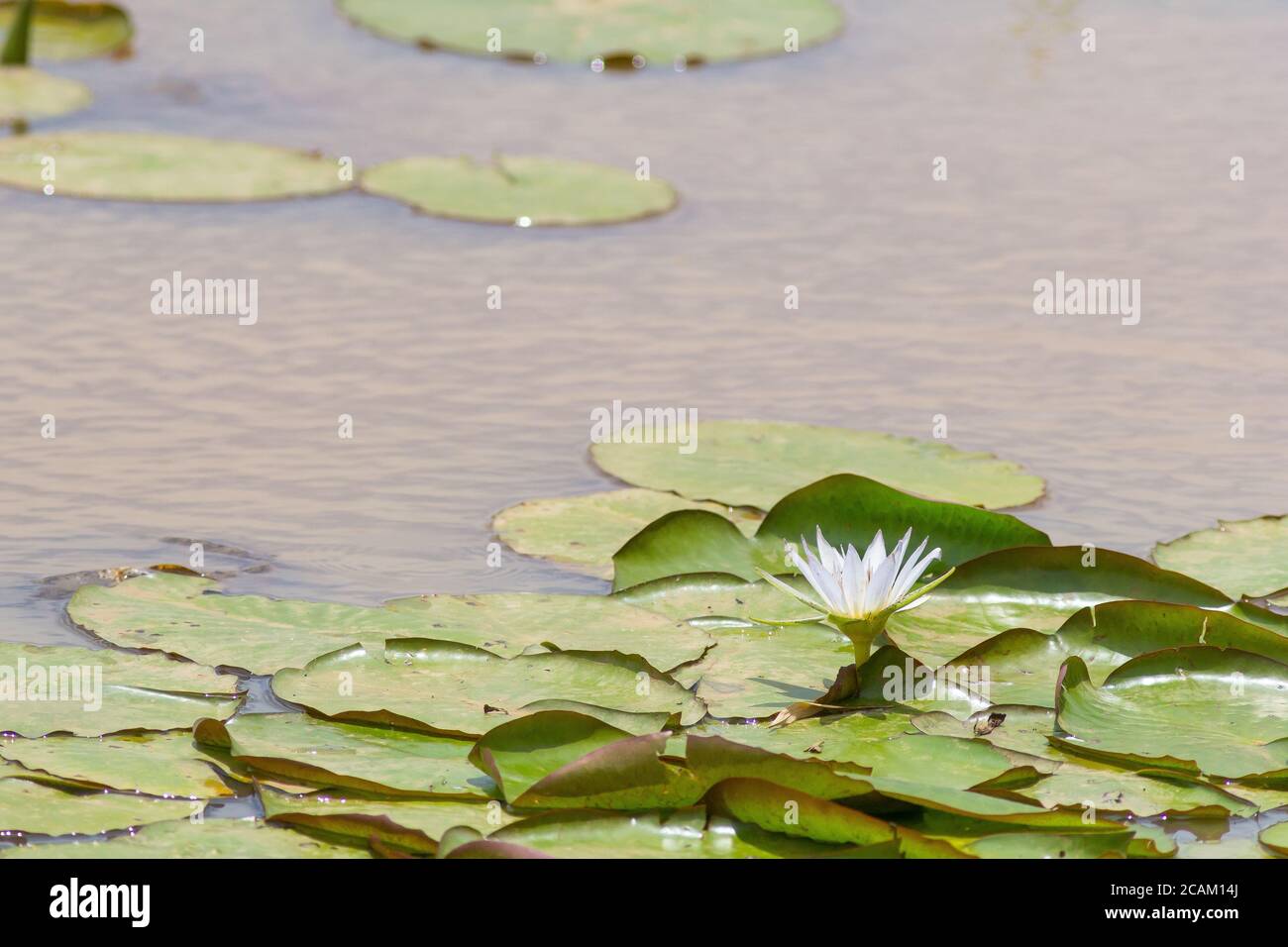 Natural flower and plants of an lake Stock Photo - Alamy