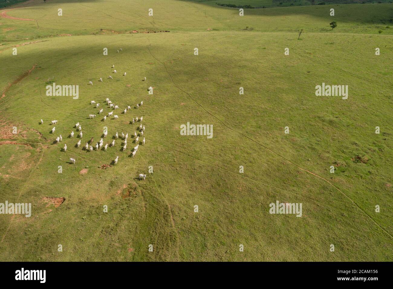 Aerial view of cattle at pasture Stock Photo - Alamy