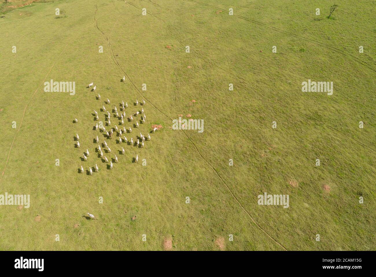 Aerial view of cattle at pasture Stock Photo - Alamy