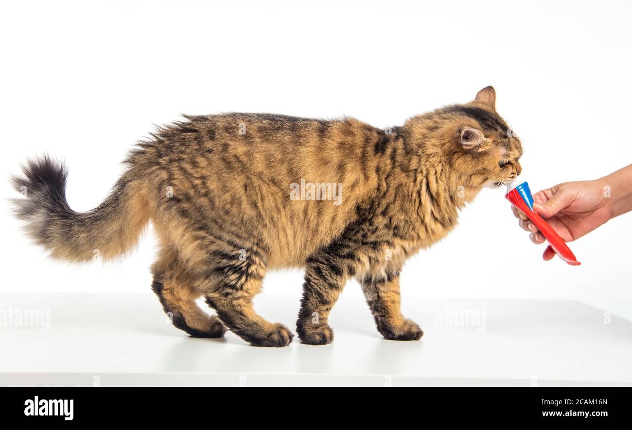 Paw standing side view hi-res stock photography and images - Alamy