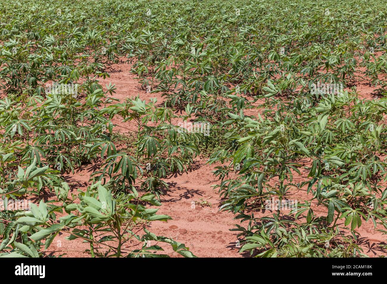 Brazilian manioc plantation to produce cassava flour Stock Photo - Alamy