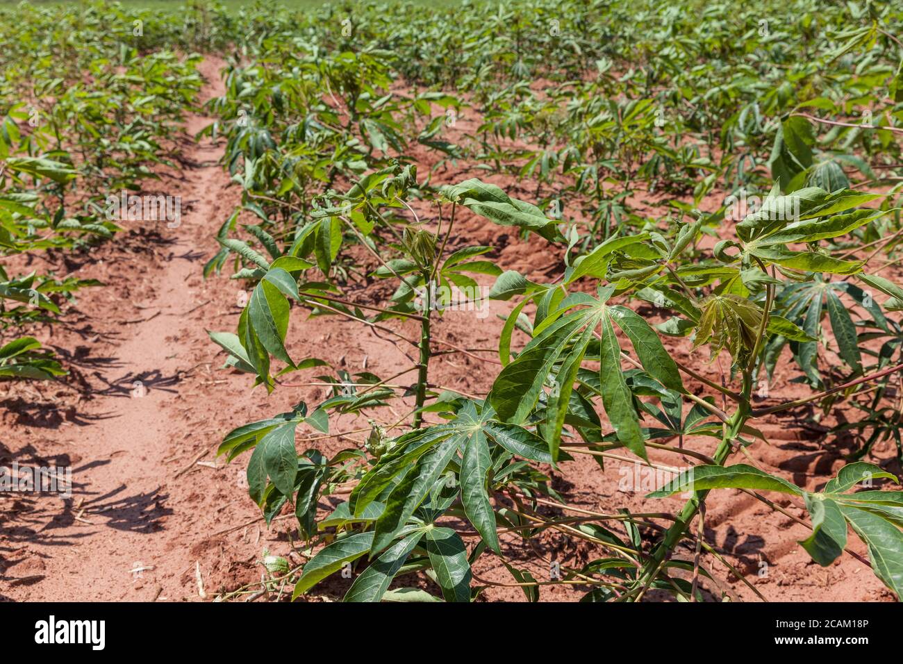 Brazilian manioc plantation to produce cassava flour Stock Photo - Alamy