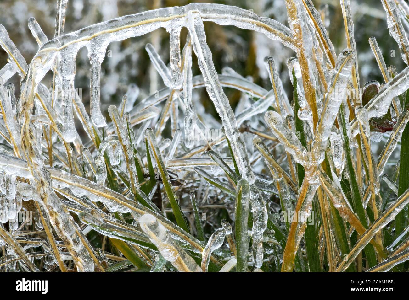 Ice Covering Plants after a Cold Night in Autumn, WA Stock Photo - Alamy