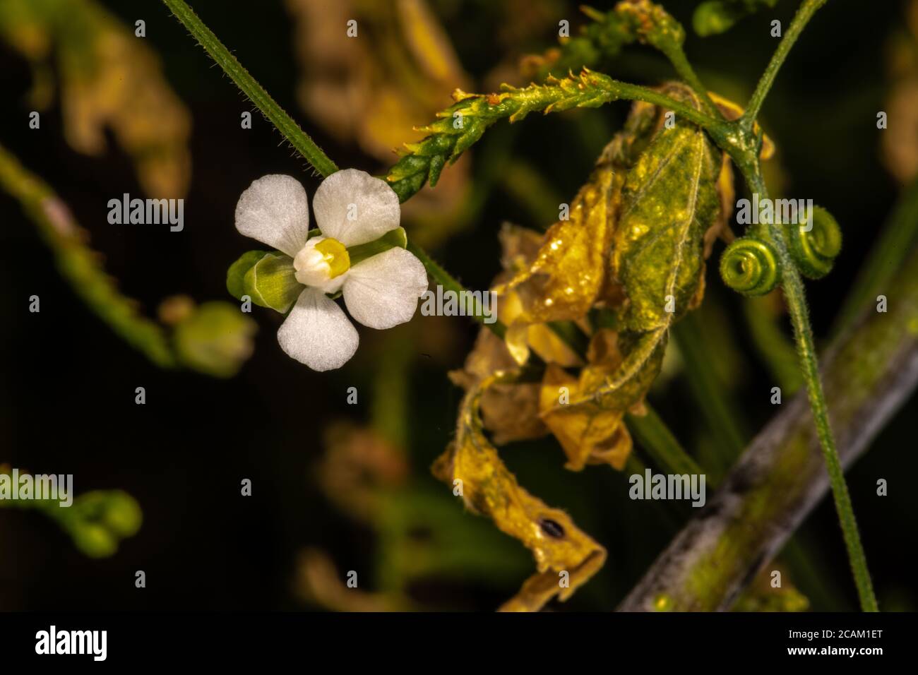 Cardiospermum halicacabum hi-res stock photography and images - Alamy