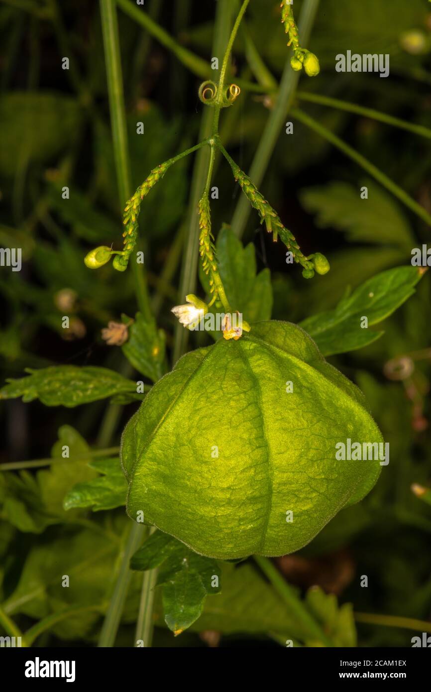 Cardiospermum halicacabum hi-res stock photography and images - Alamy