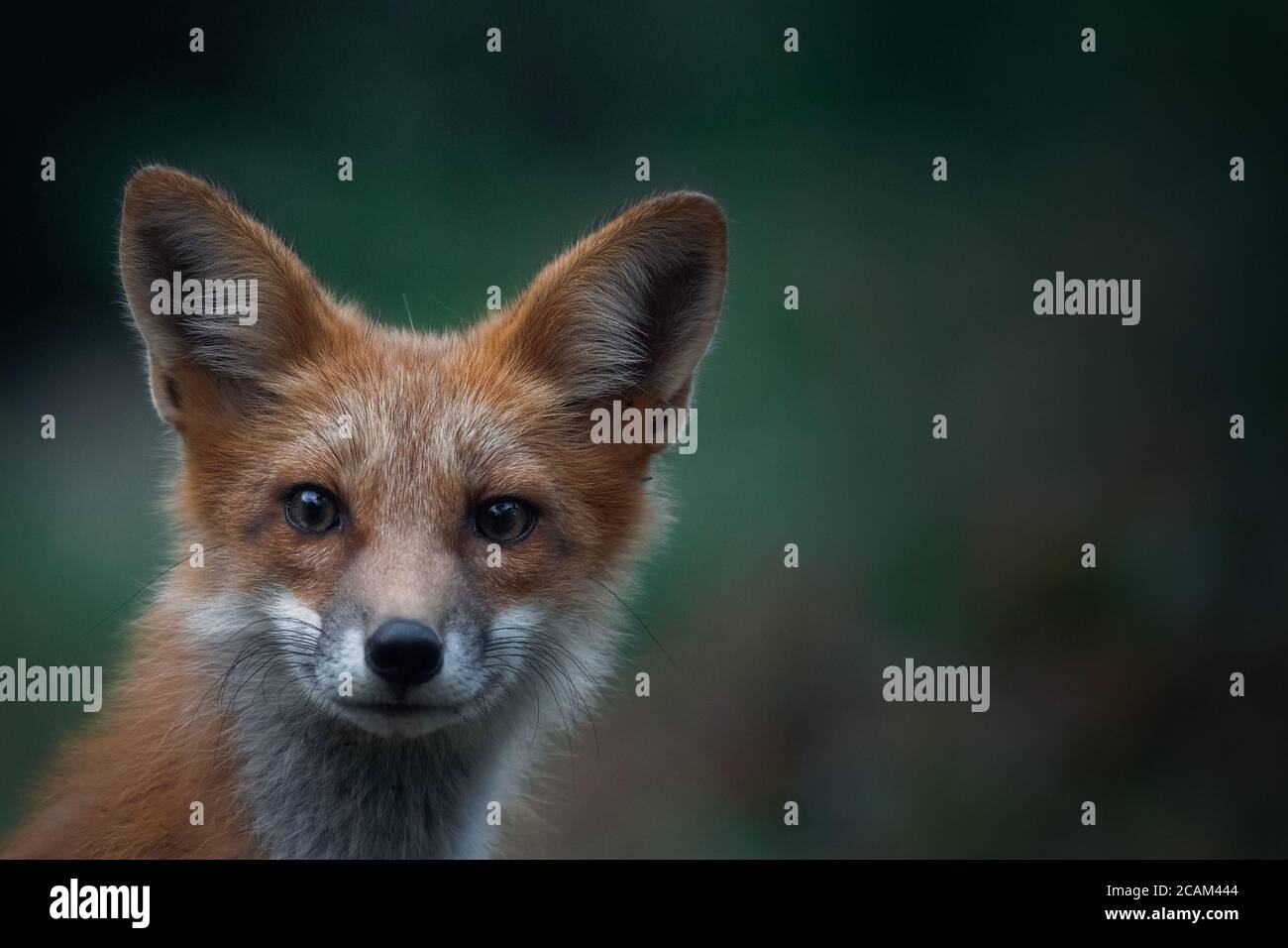 Close up of a curious young fox in the woods Stock Photo - Alamy