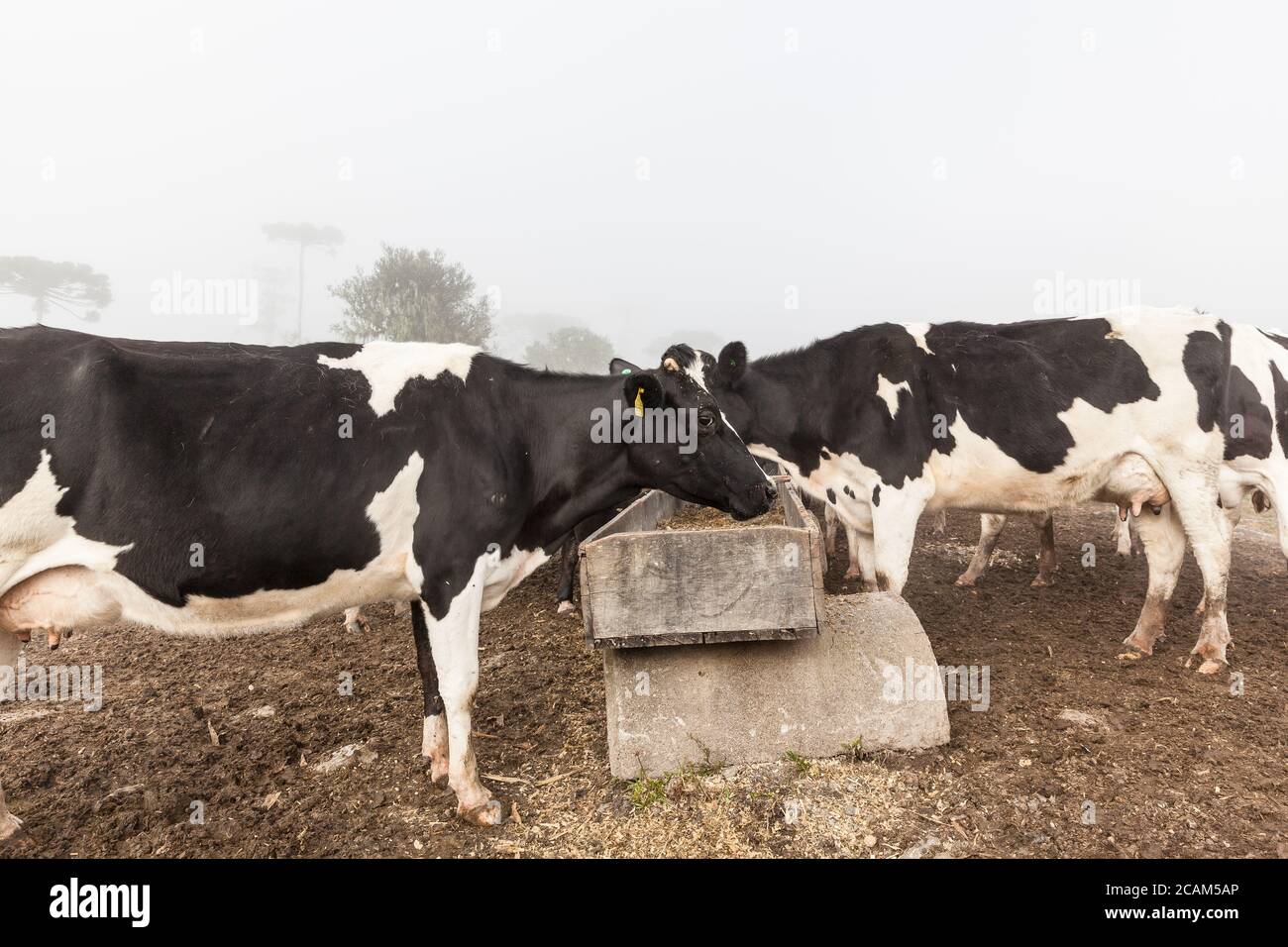 Dairy cows feeding under mist Stock Photo - Alamy