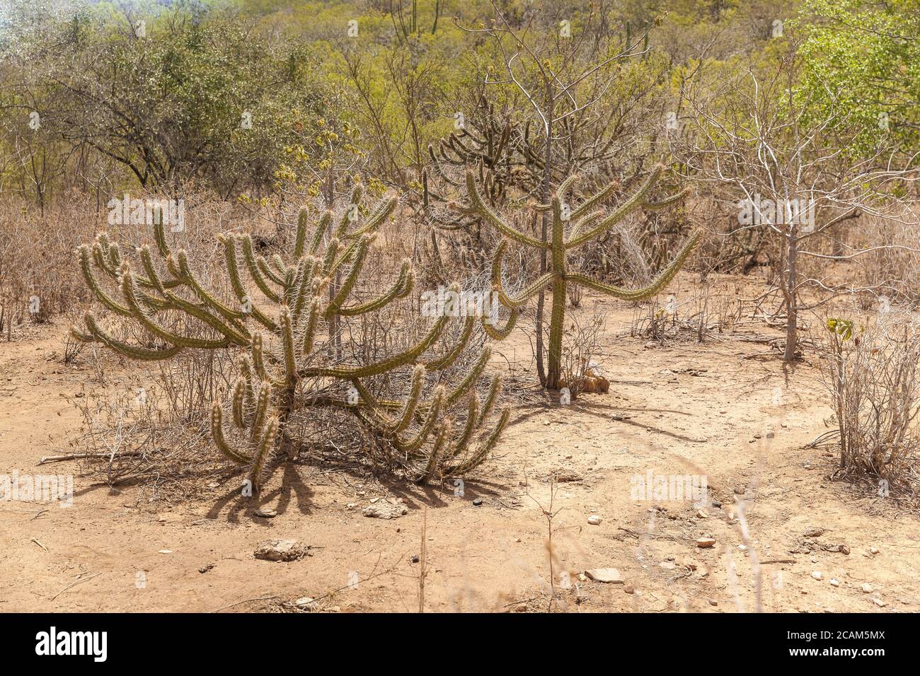 Landscape of caatinga biome, with its typical plants Stock Photo - Alamy