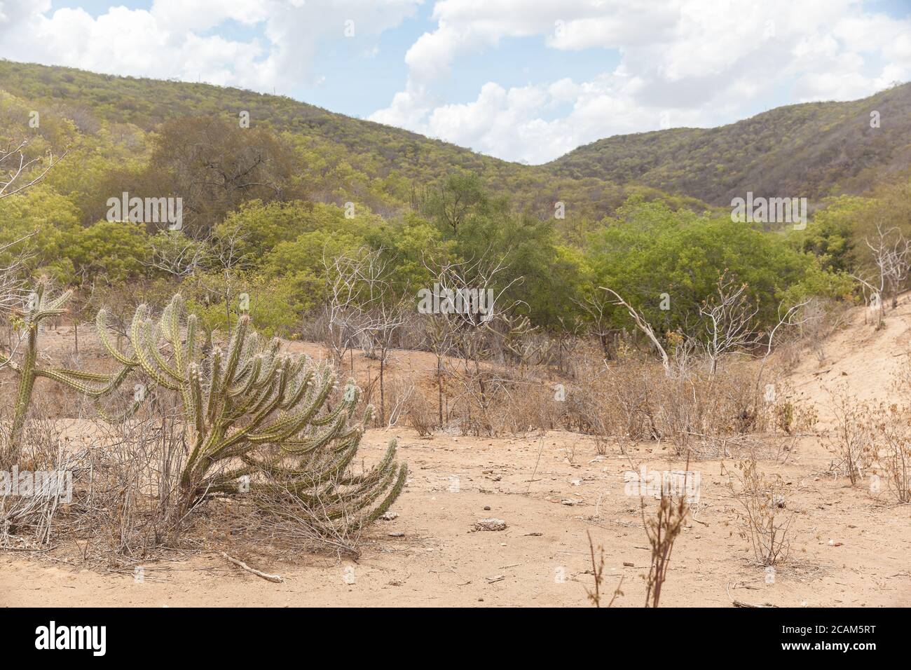 Landscape of caatinga biome, with its typical plants Stock Photo - Alamy