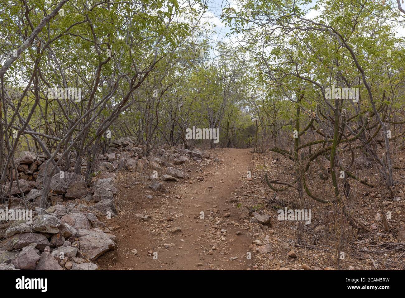 Landscape of caatinga biome, with its typical plants Stock Photo - Alamy