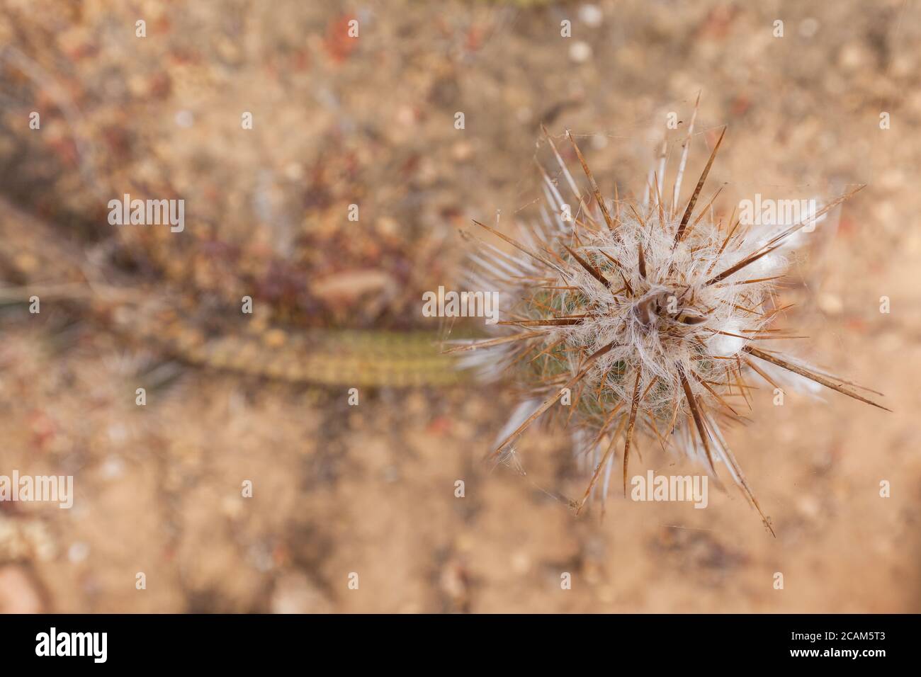 Landscape of caatinga biome, with its typical plants Stock Photo - Alamy