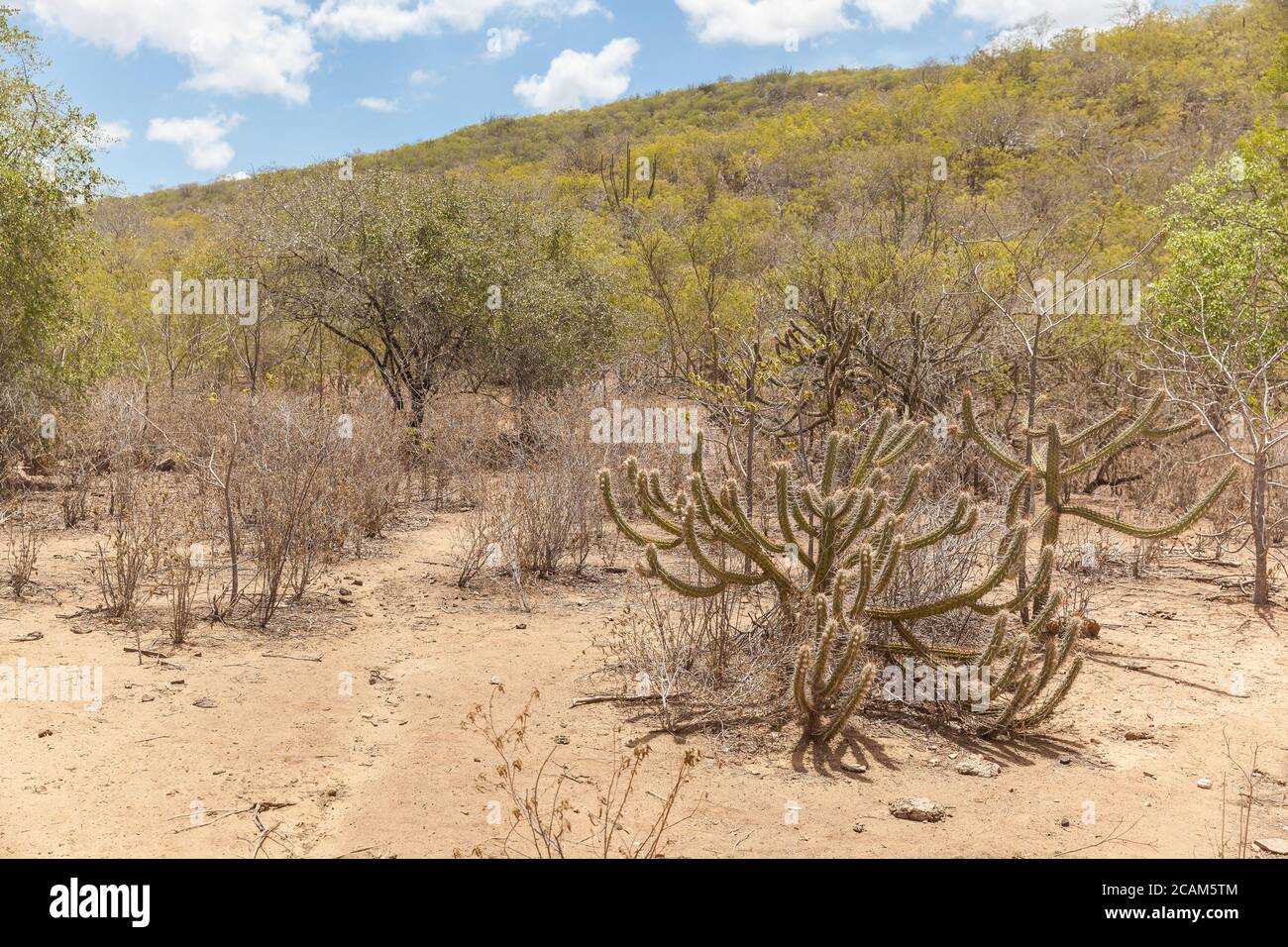 Landscape of caatinga biome, with its typical plants Stock Photo - Alamy