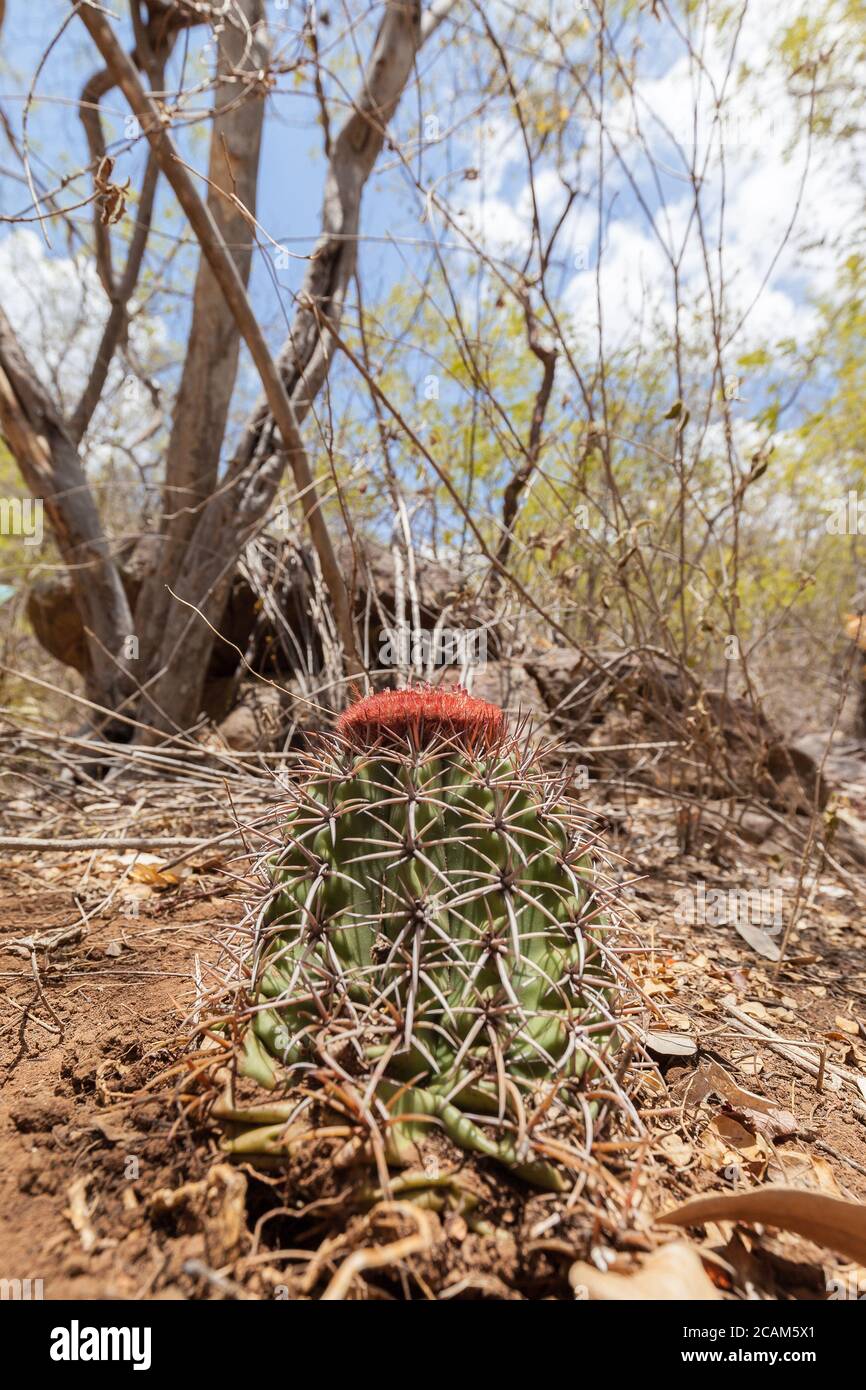 Landscape of caatinga biome, with its typical plants Stock Photo - Alamy