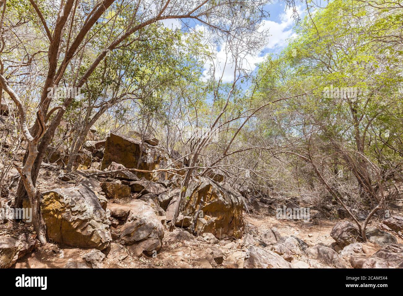 Landscape of caatinga biome, with its typical plants Stock Photo - Alamy