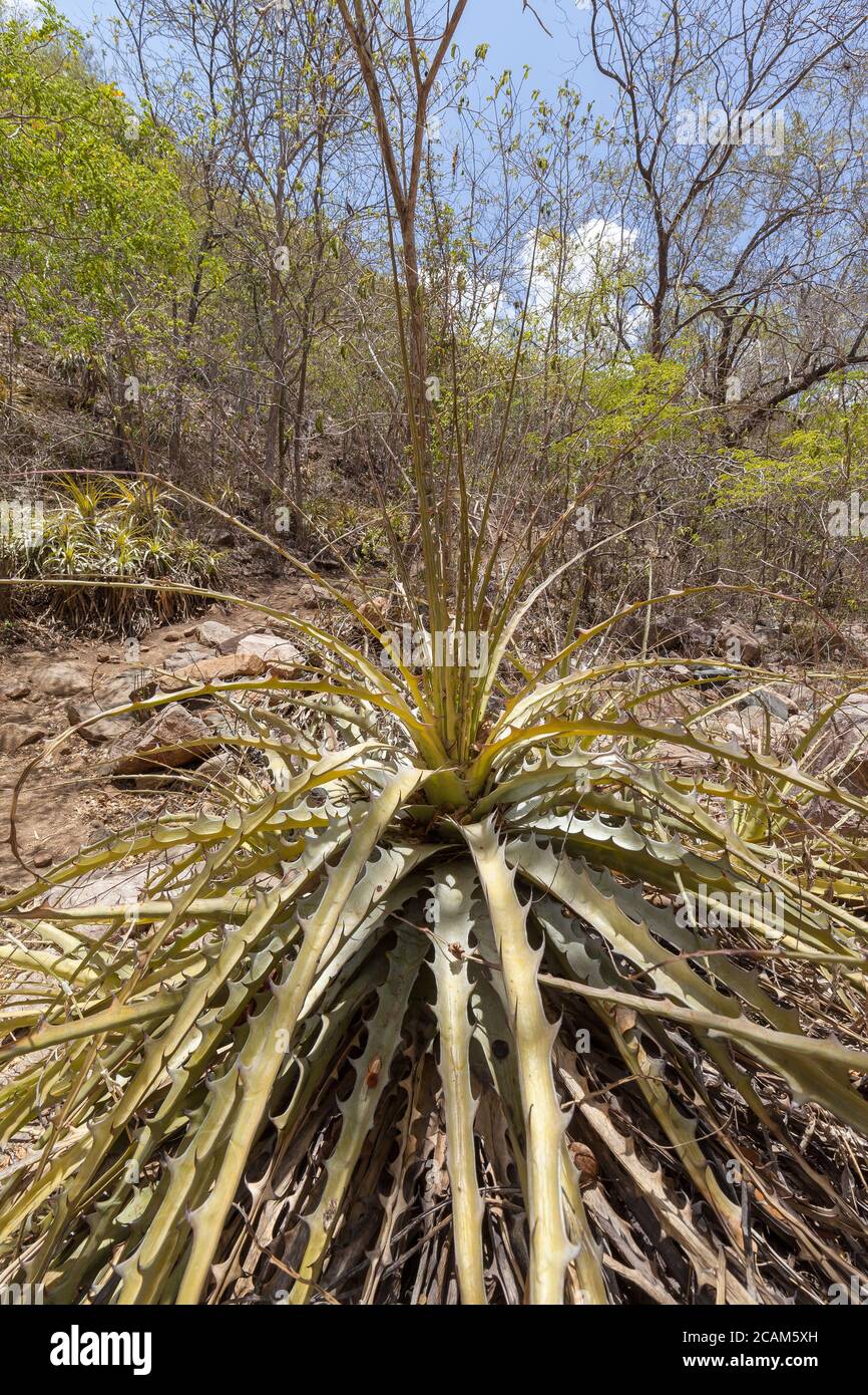 Landscape of caatinga biome, with its typical plants Stock Photo - Alamy