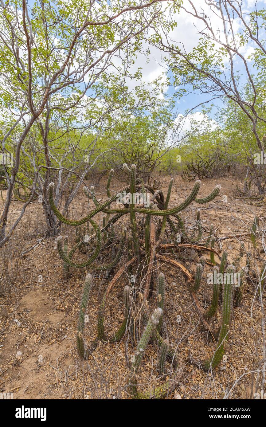 Landscape of caatinga biome, with its typical plants Stock Photo - Alamy