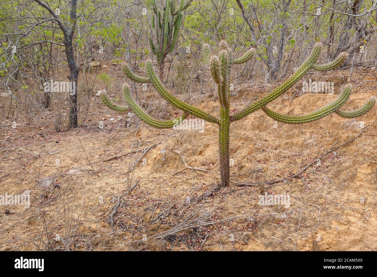 Landscape of caatinga biome, with its typical plants Stock Photo - Alamy