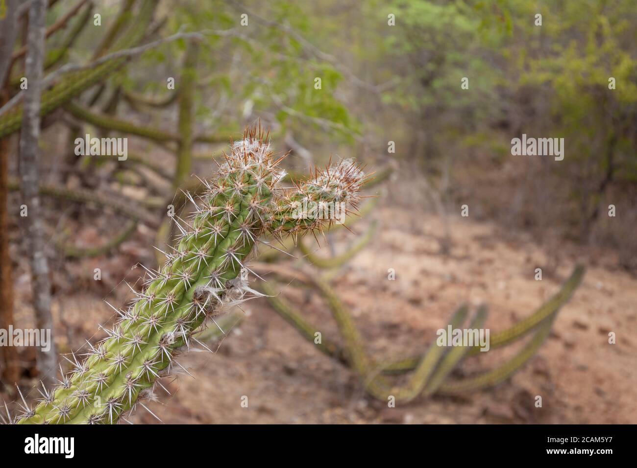 Landscape of caatinga biome, with its typical plants Stock Photo - Alamy