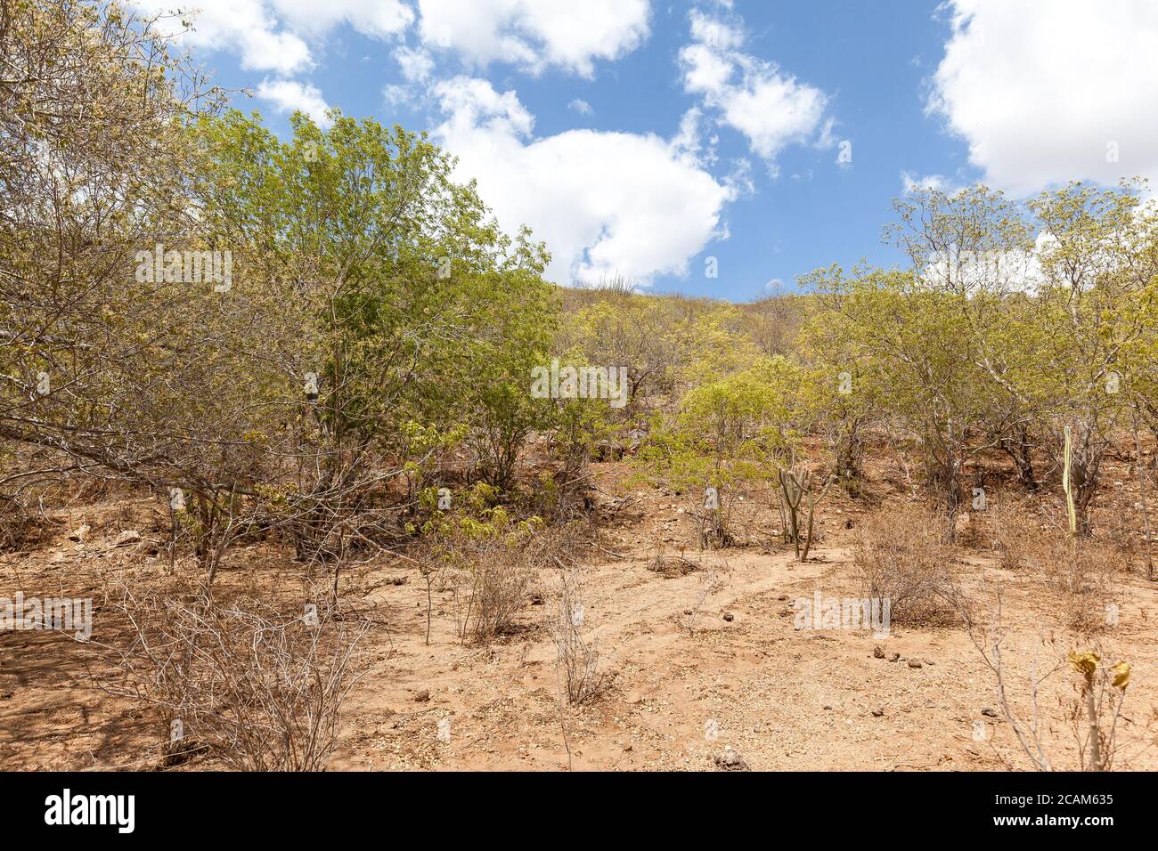 Landscape of caatinga biome, with its typical plants Stock Photo - Alamy