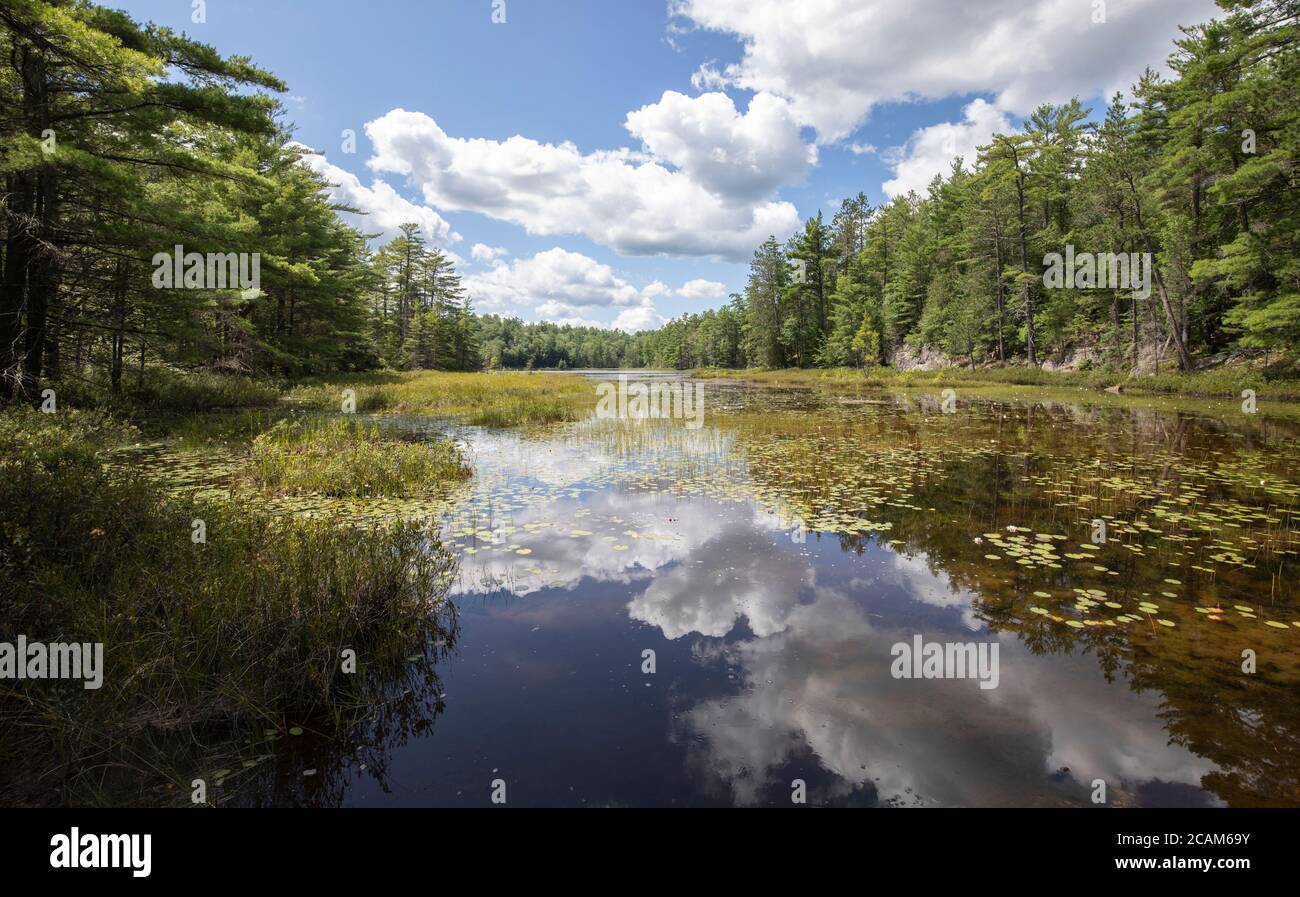Pond rocks surrounded trees plants hi-res stock photography and images ...