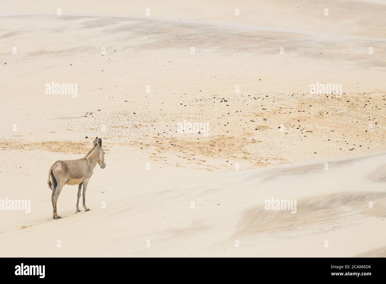 Solitary donkey hi-res stock photography and images - Alamy