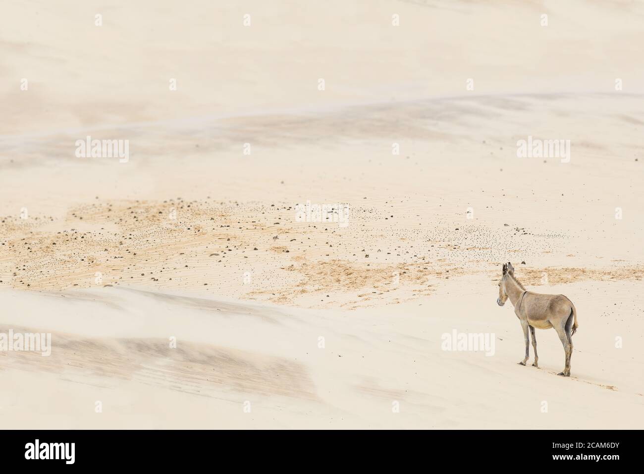 Donkey alone in the desert Stock Photo - Alamy