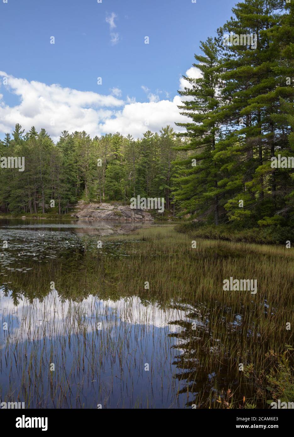 Blue sky reflected in grassy pond Surrounded by forest and rocks Stock ...