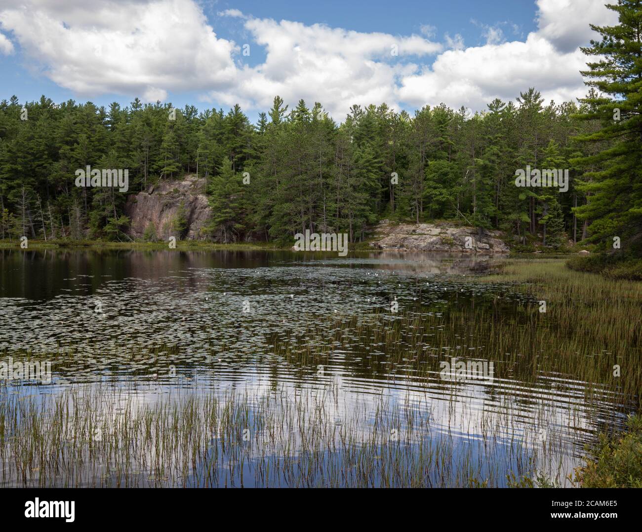 Blue sky reflected in grassy pond Surrounded by forest and rocks Stock ...