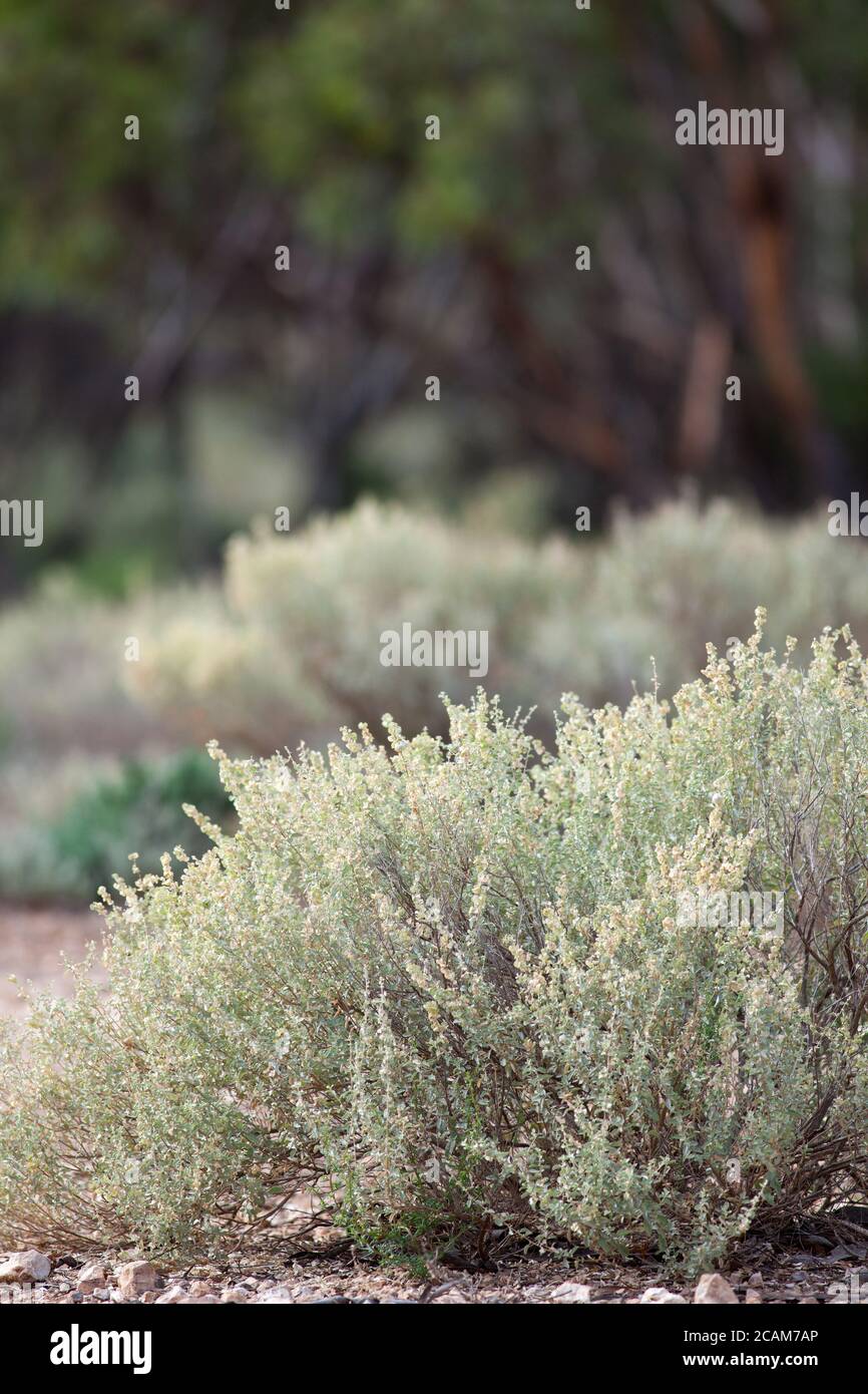 Saltbush vegetation hi-res stock photography and images - Alamy