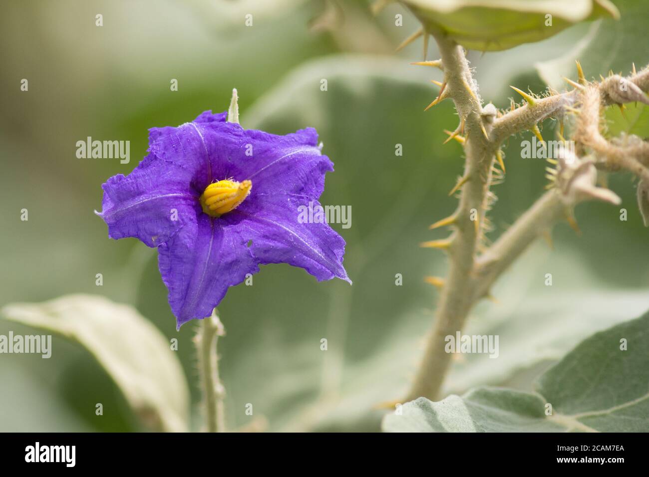Rustic flower, typical of brazilian cerrado biome Stock Photo - Alamy