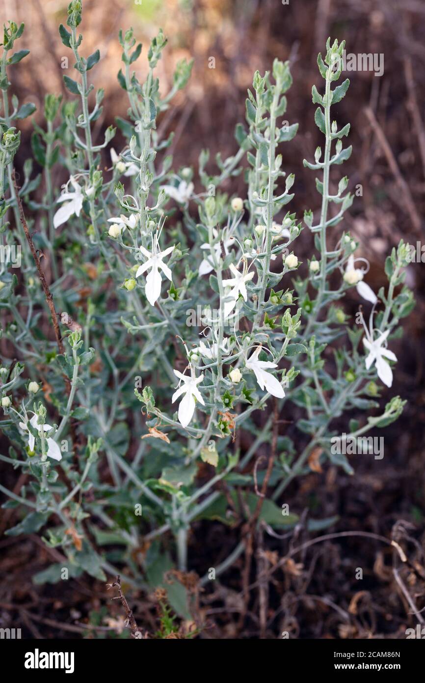 Biogeographic hi-res stock photography and images - Alamy