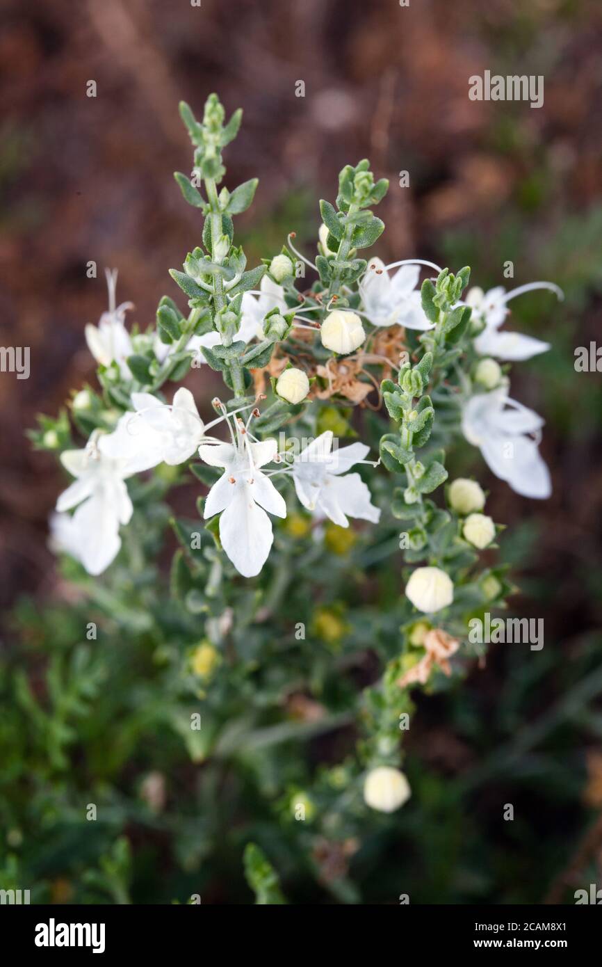 Grey Germander (Teucrium racemosum) flowering. March 2011. Entwood ...