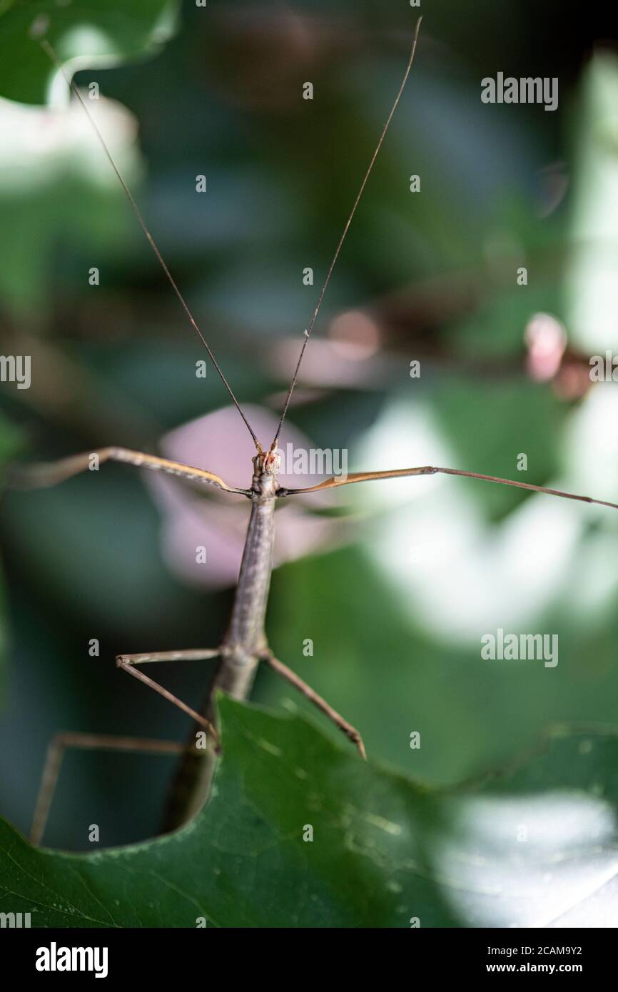 A female northern walkingstick using mimicry and camouflage to blend ...