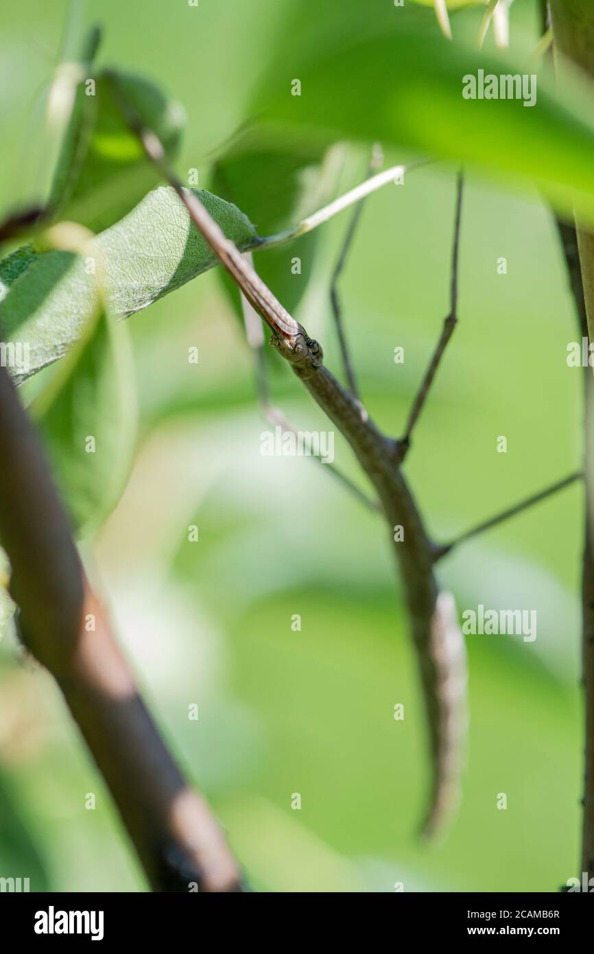 A female northern walkingstick using mimicry and camouflage to blend ...