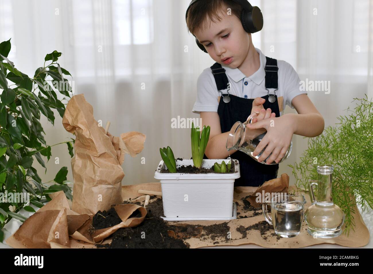 The child in planting the flowers of hyacinths, pours water from the ...