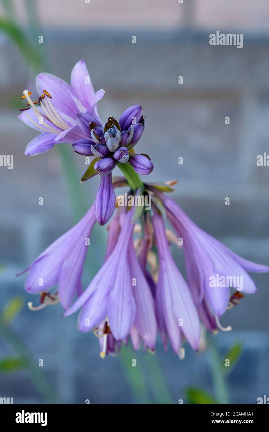 Purple hosta hi-res stock photography and images - Alamy