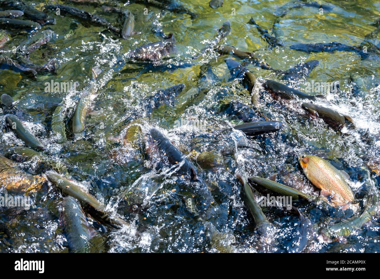 Booth fish hatchery hi-res stock photography and images - Alamy