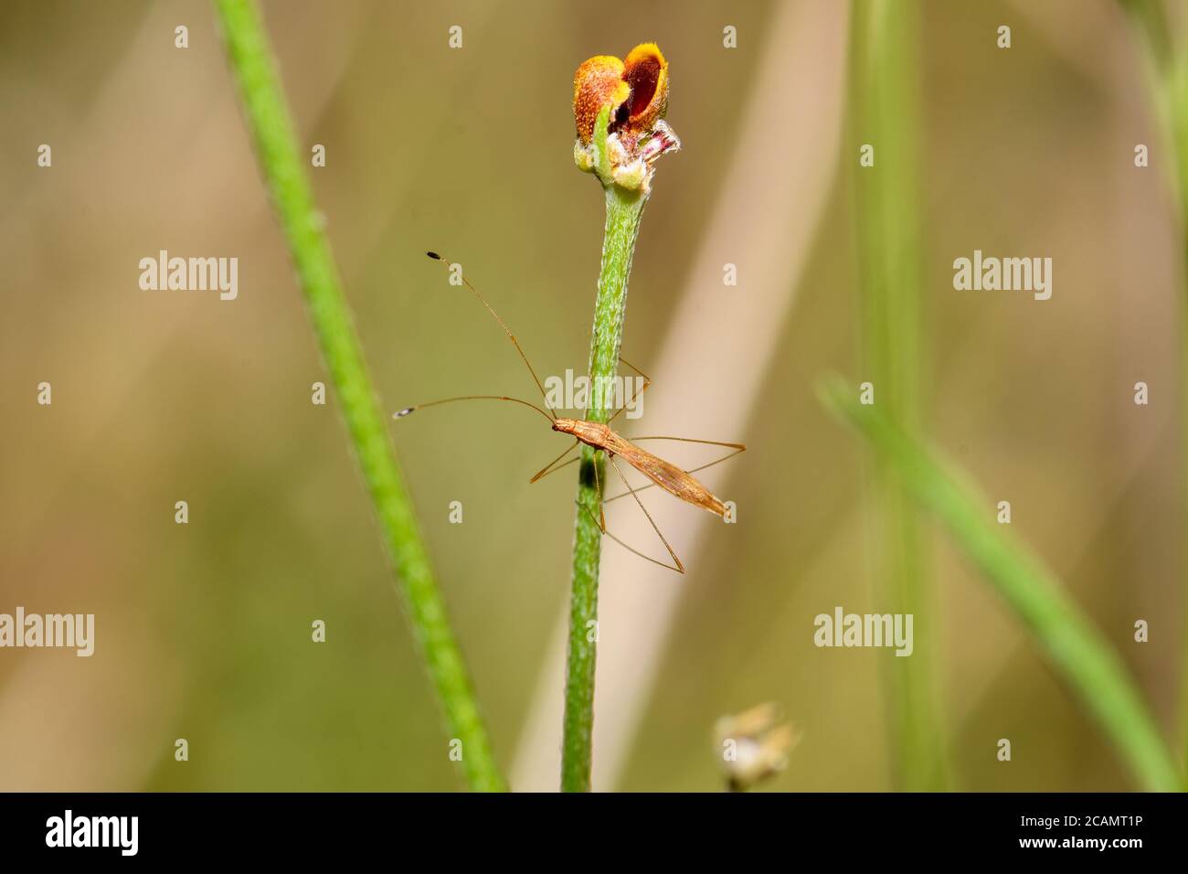 Thread legged bugs hi-res stock photography and images - Alamy