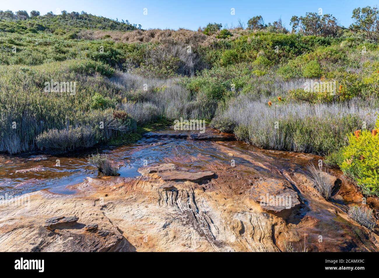 Beautiful Water Puddle on Natural Orange Sandstone ground at Henry Head ...