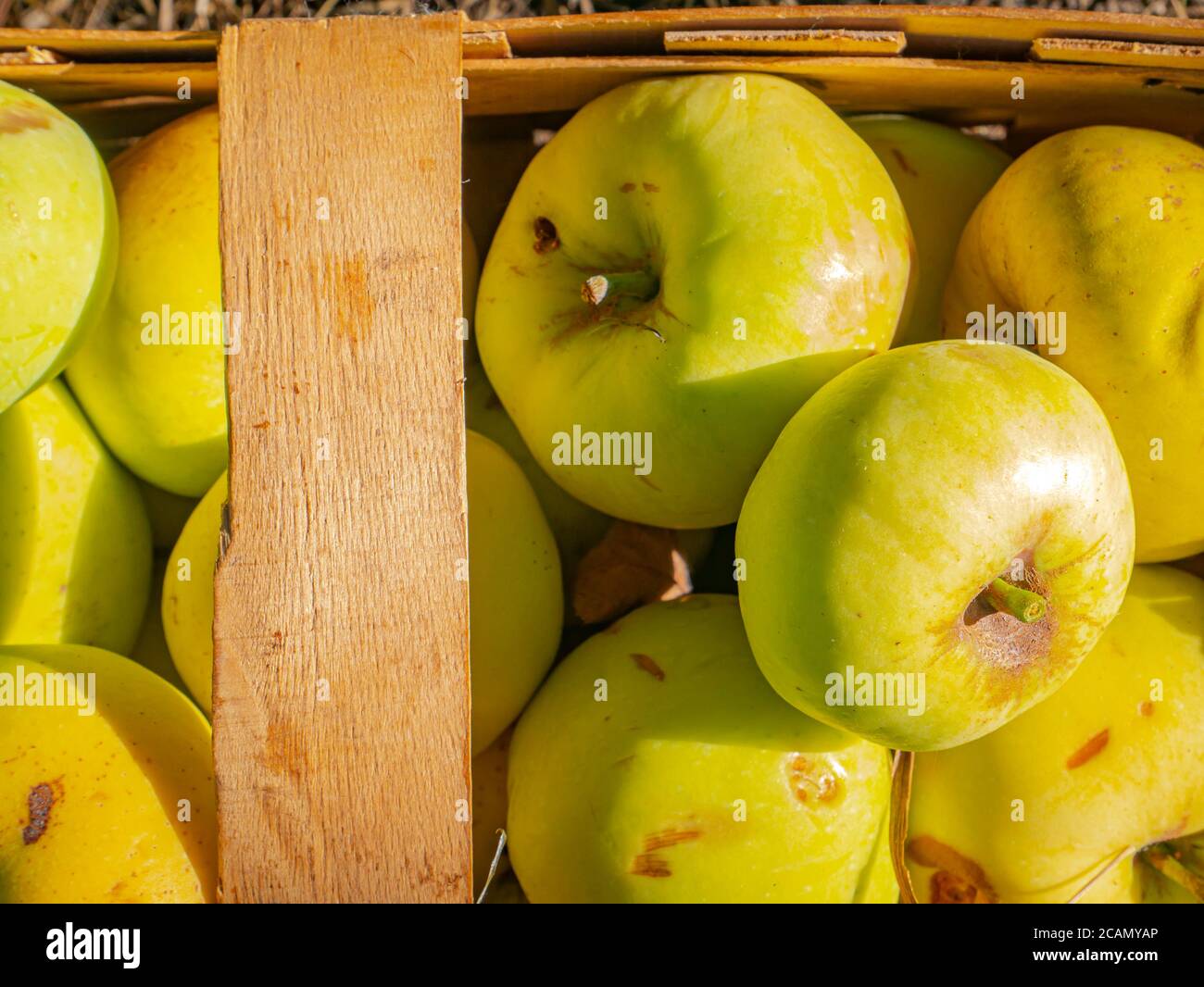Fruit apples are collected in a wooden box Stock Photo - Alamy