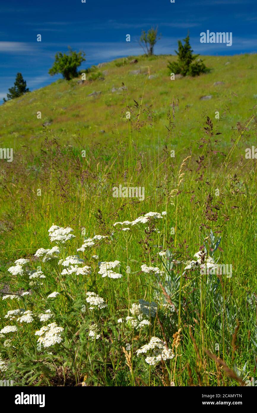 Western yarrow in grassland, Iwetemlaykin State Park, Hells Canyon ...