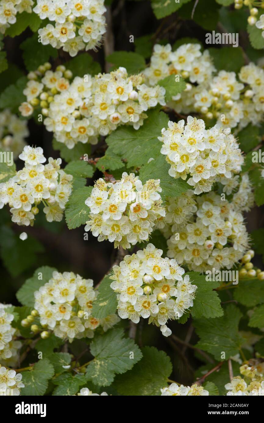 Mallow ninebark (Physocarpus malvaceus) along East Moraine Trail ...