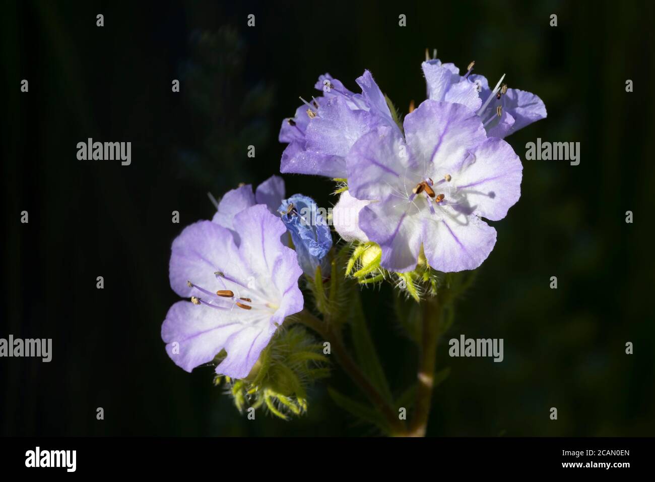 Linear leaved phacelia hi-res stock photography and images - Alamy