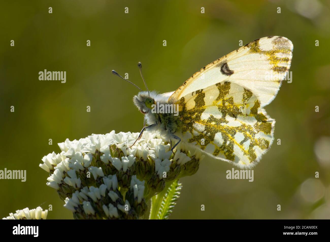 Desert Marble (Euchloe lotta) butterfly along East Moraine Trail ...
