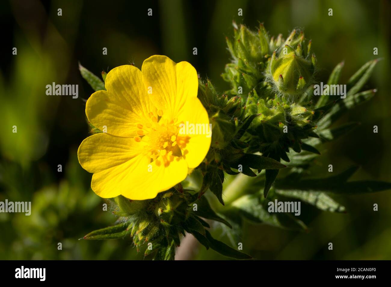 Slender cinquefoil (Potentilla gracilis) along East Moraine Trail ...