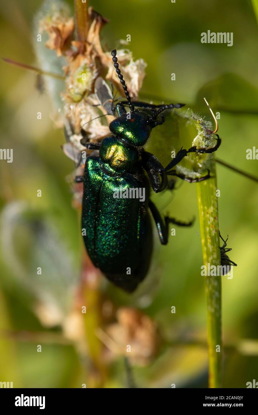 Green Blister Beetle (Lytta cyanipennis) along East Moraine Trail ...