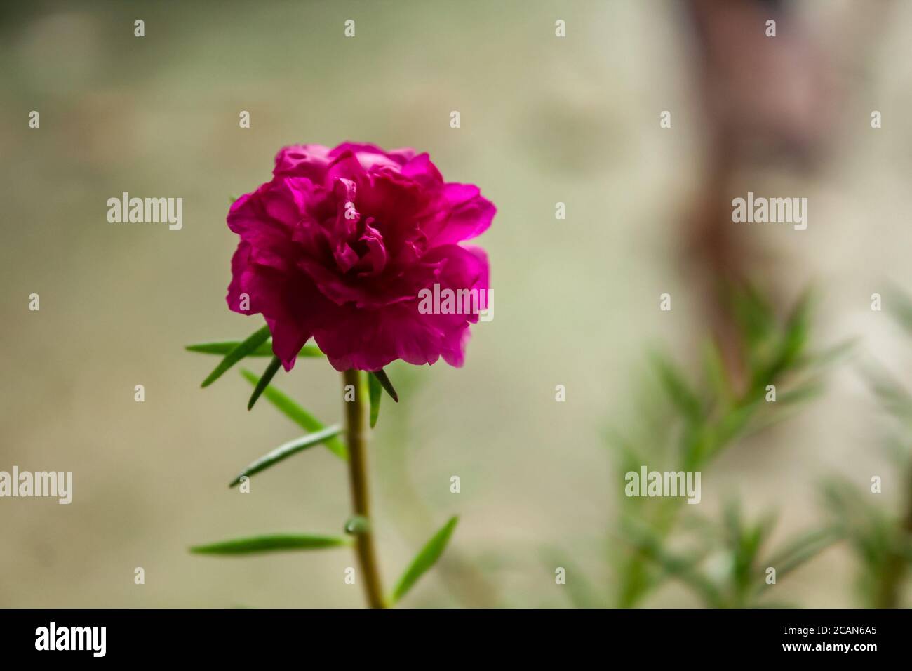 Moss rose purslane hi-res stock photography and images - Alamy