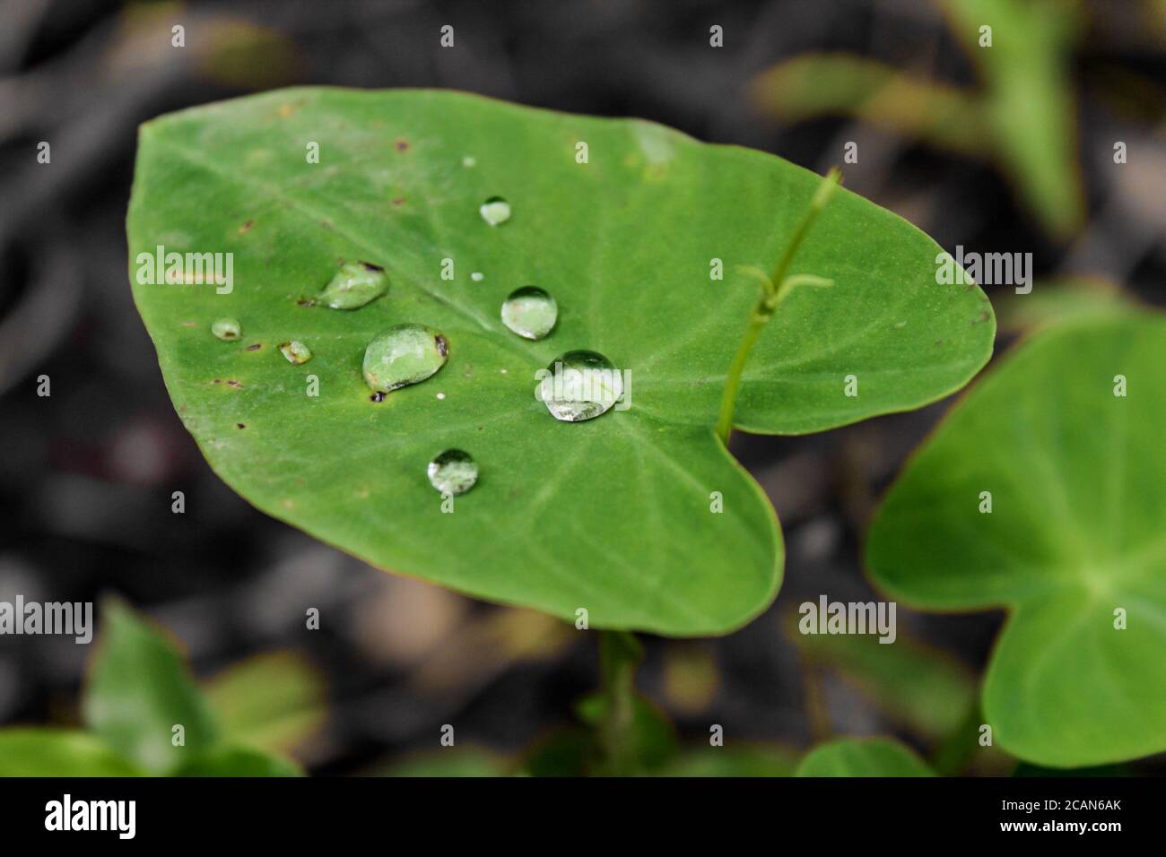 Water Drops On Leaves