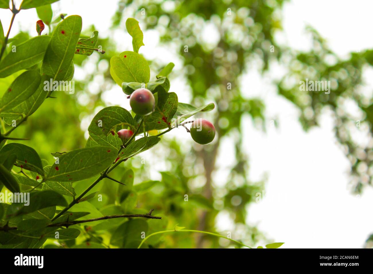 Karonda fruit hi-res stock photography and images - Alamy