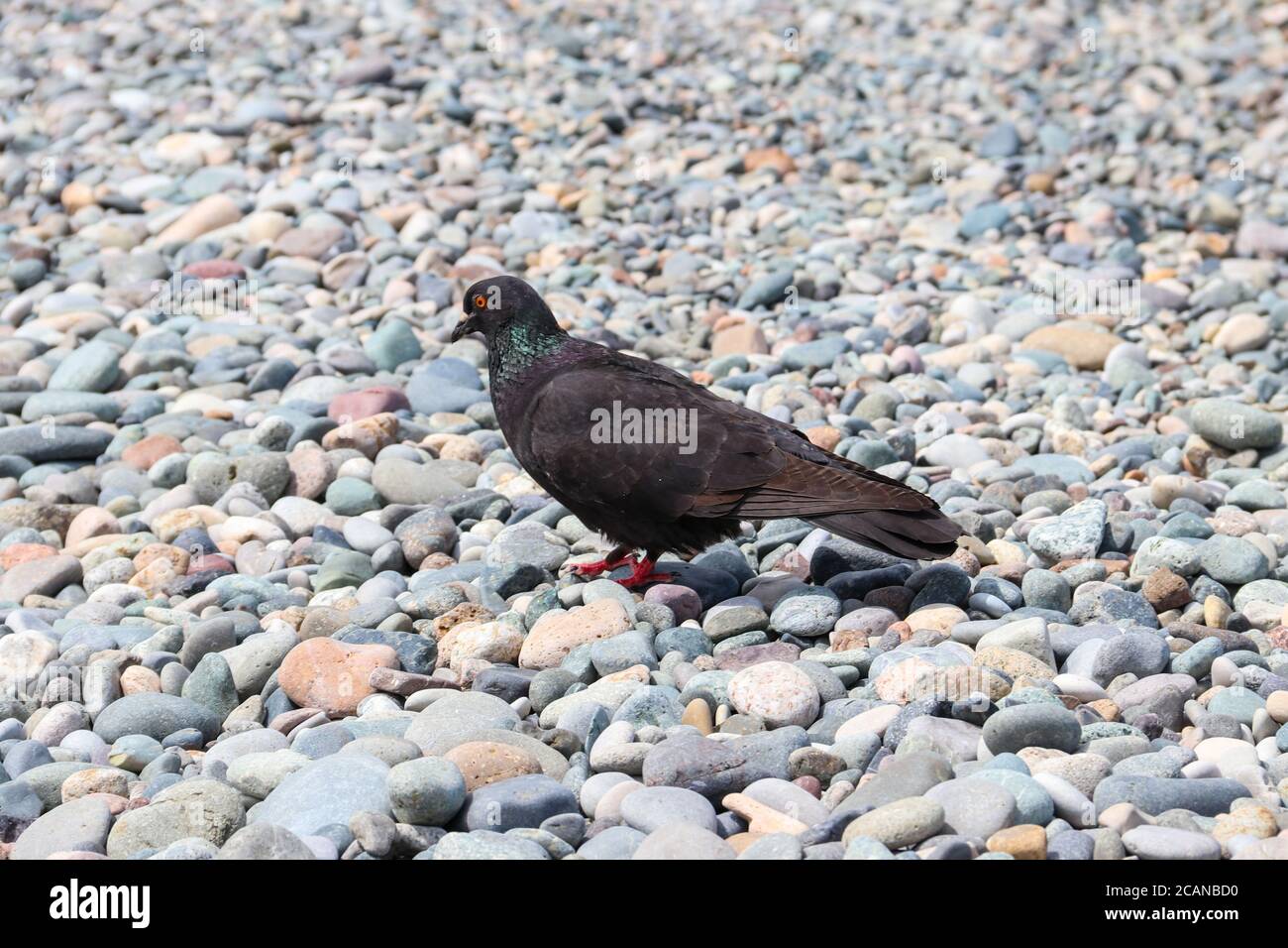 Pigeon on the pebble beach Stock Photo - Alamy
